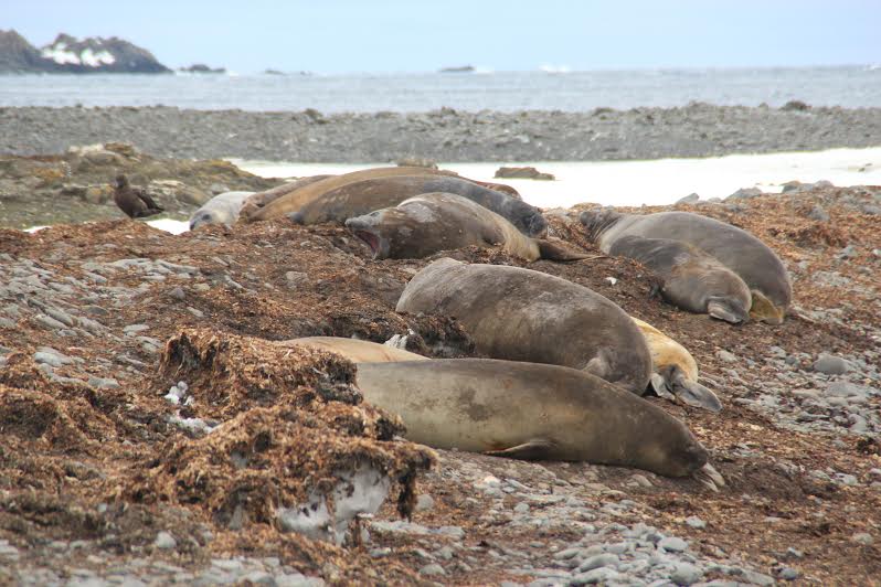 lim seals - Swoop Antarctica Blog