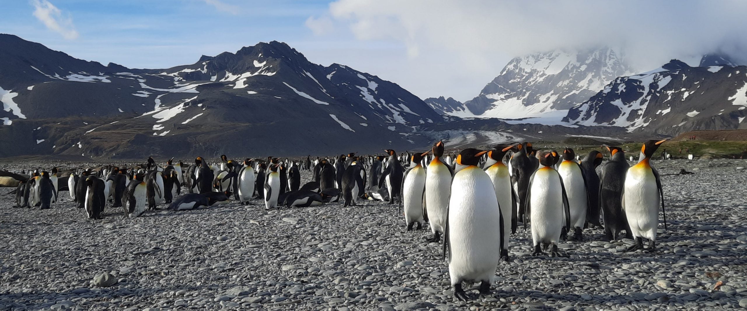 King Penguins