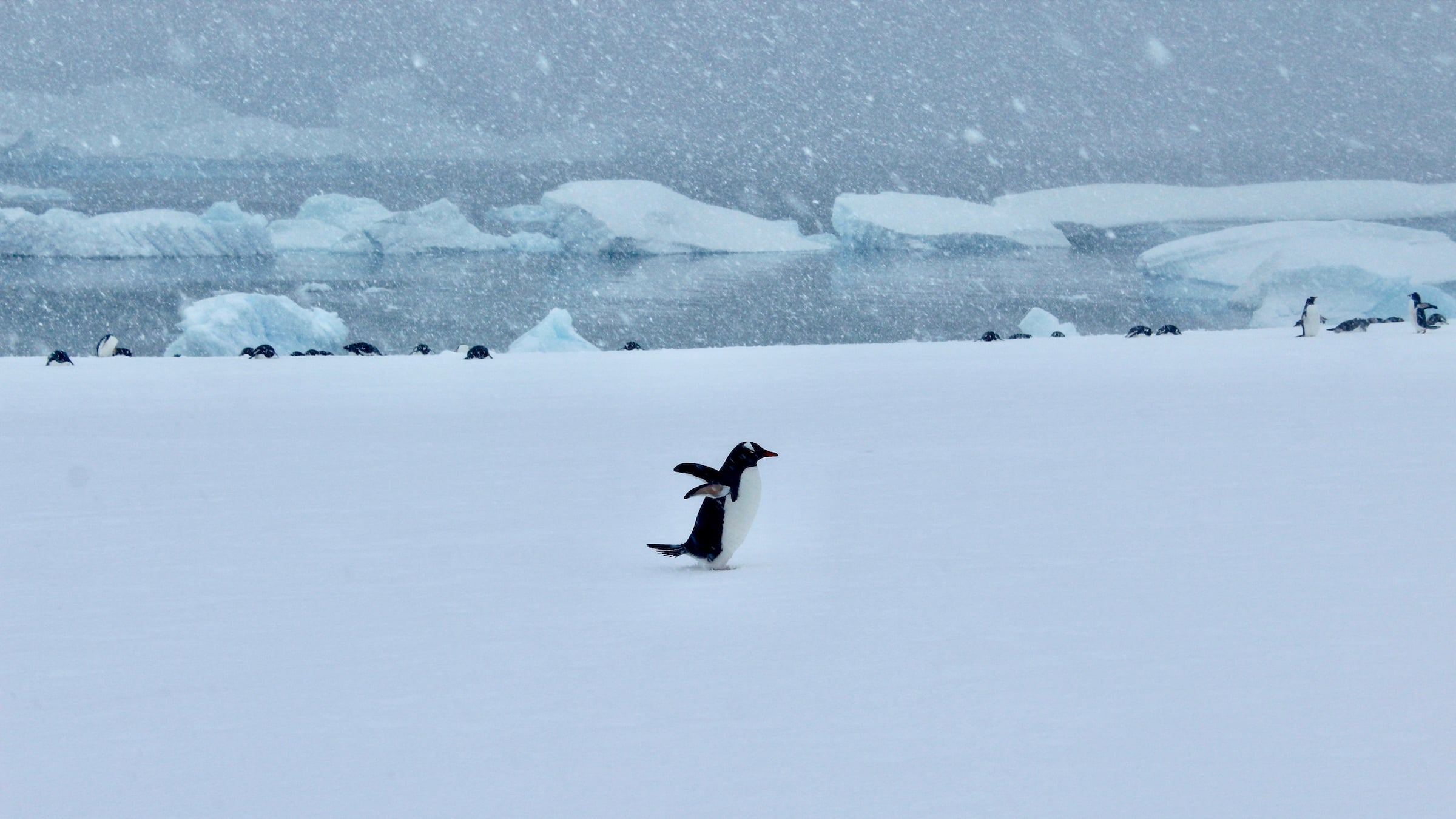 Why early season is a brilliant time to visit Antarctica - Swoop ...