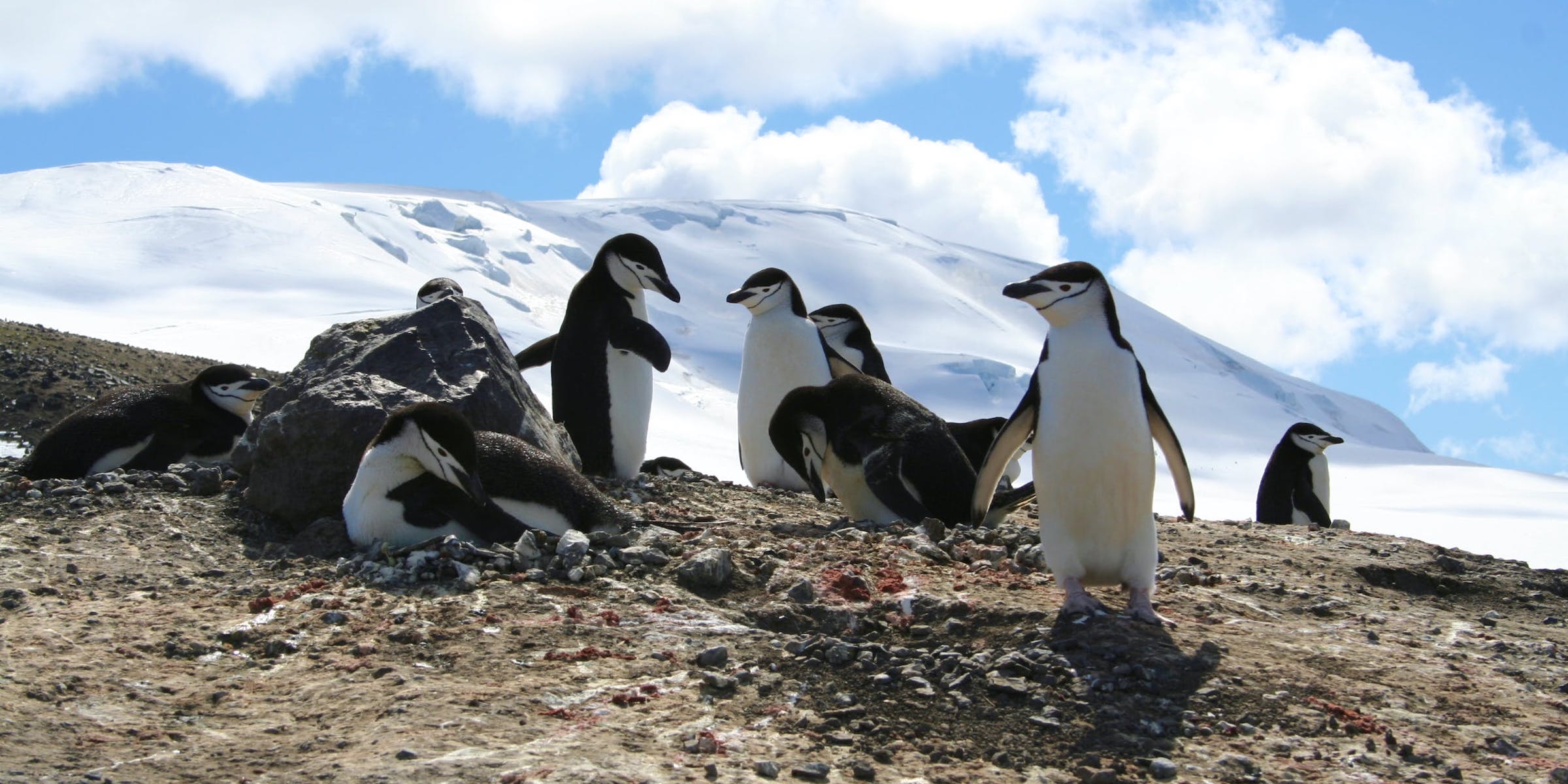 The seven penguin species in Antarctica and where to see them - Swoop ...