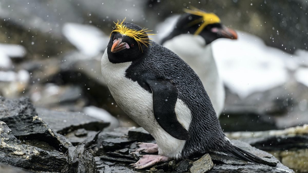 The seven penguin species in Antarctica and where to see them - Swoop ...
