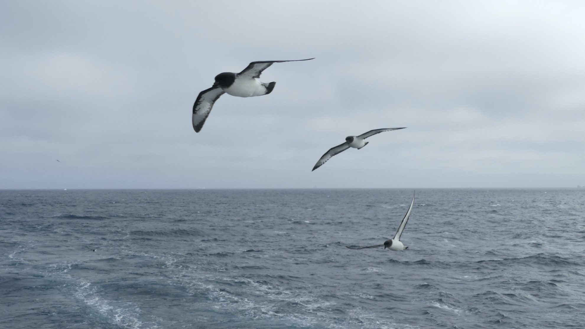 What is the Best Month to Cross the Drake Passage? - Swoop Antarctica Blog