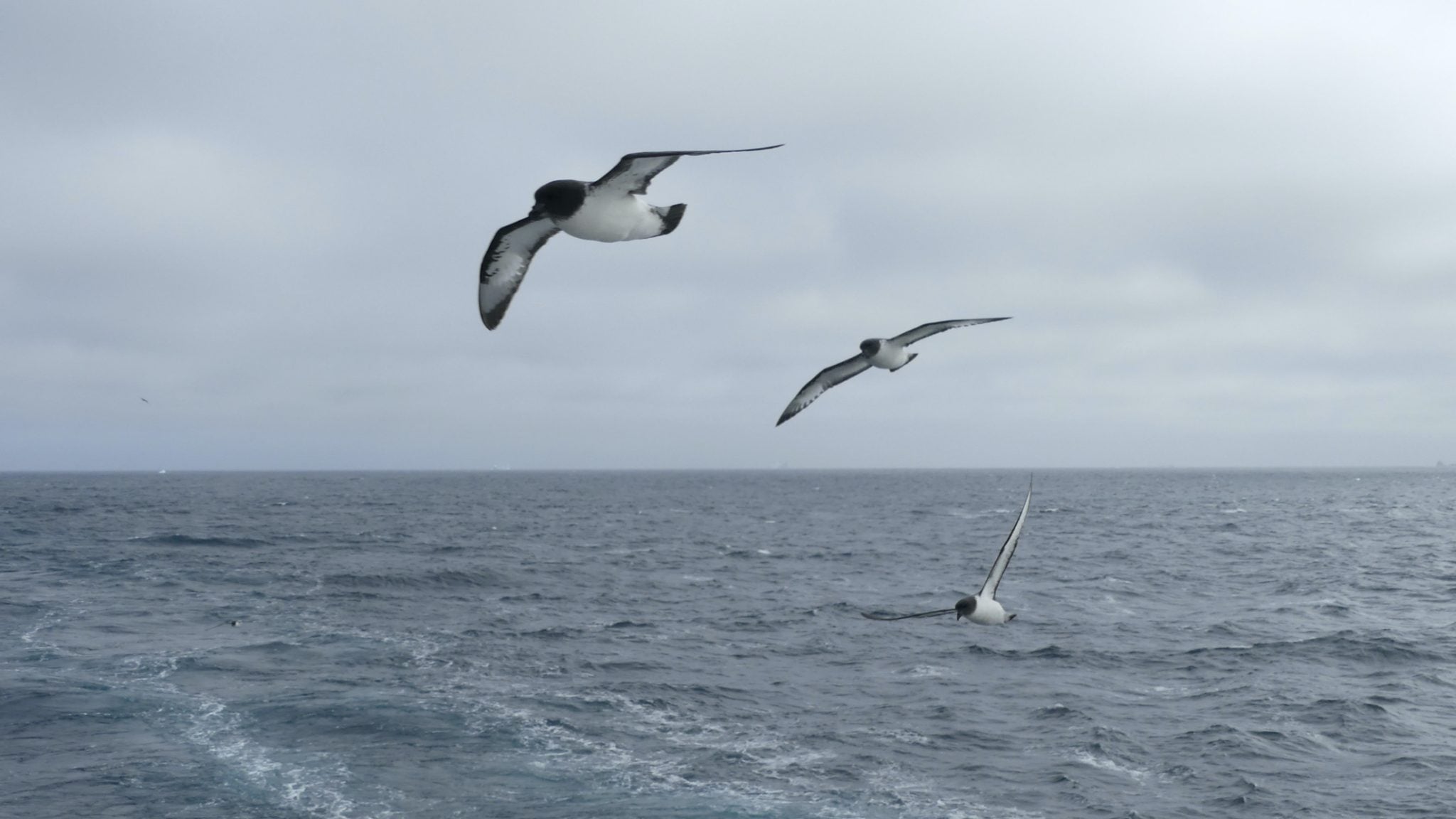What is the Best Month to Cross the Drake Passage? - Swoop Antarctica Blog