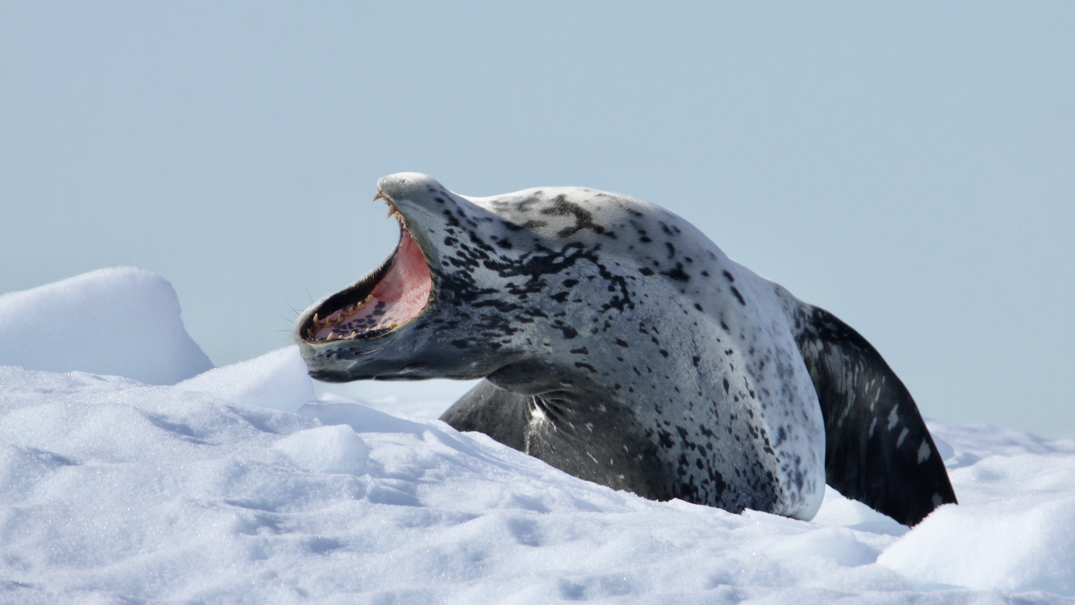 Kate Swoop leopard seal - Swoop Antarctica Blog