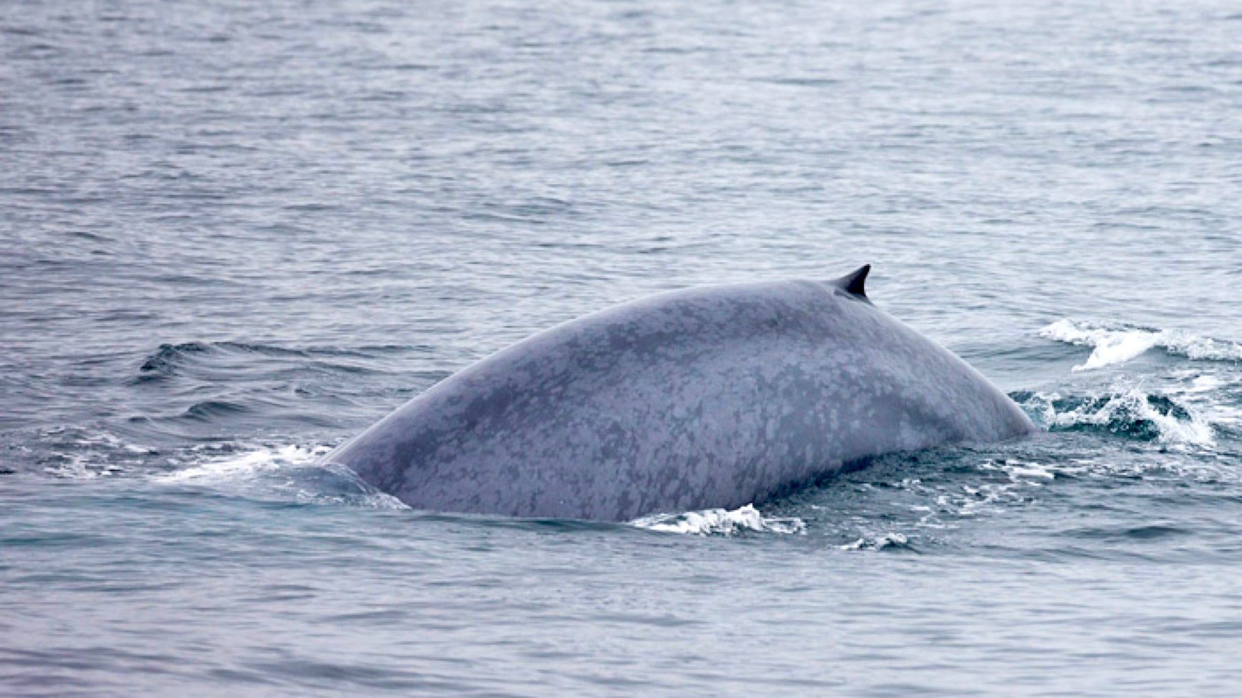 The 5 whale species in Antarctica and how to see them - Swoop ...