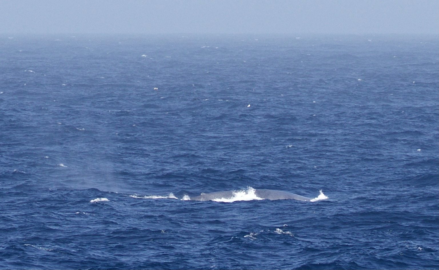 The 5 whale species in Antarctica and how to see them - Swoop ...