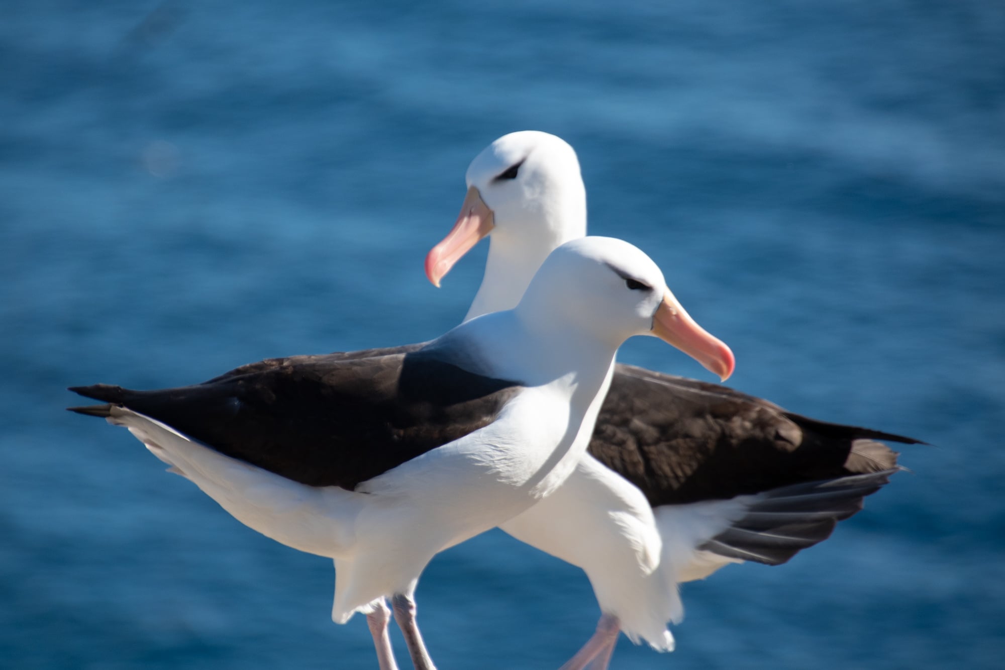 Following the albatross, sentinels of Antarctica - Swoop Antarctica Blog