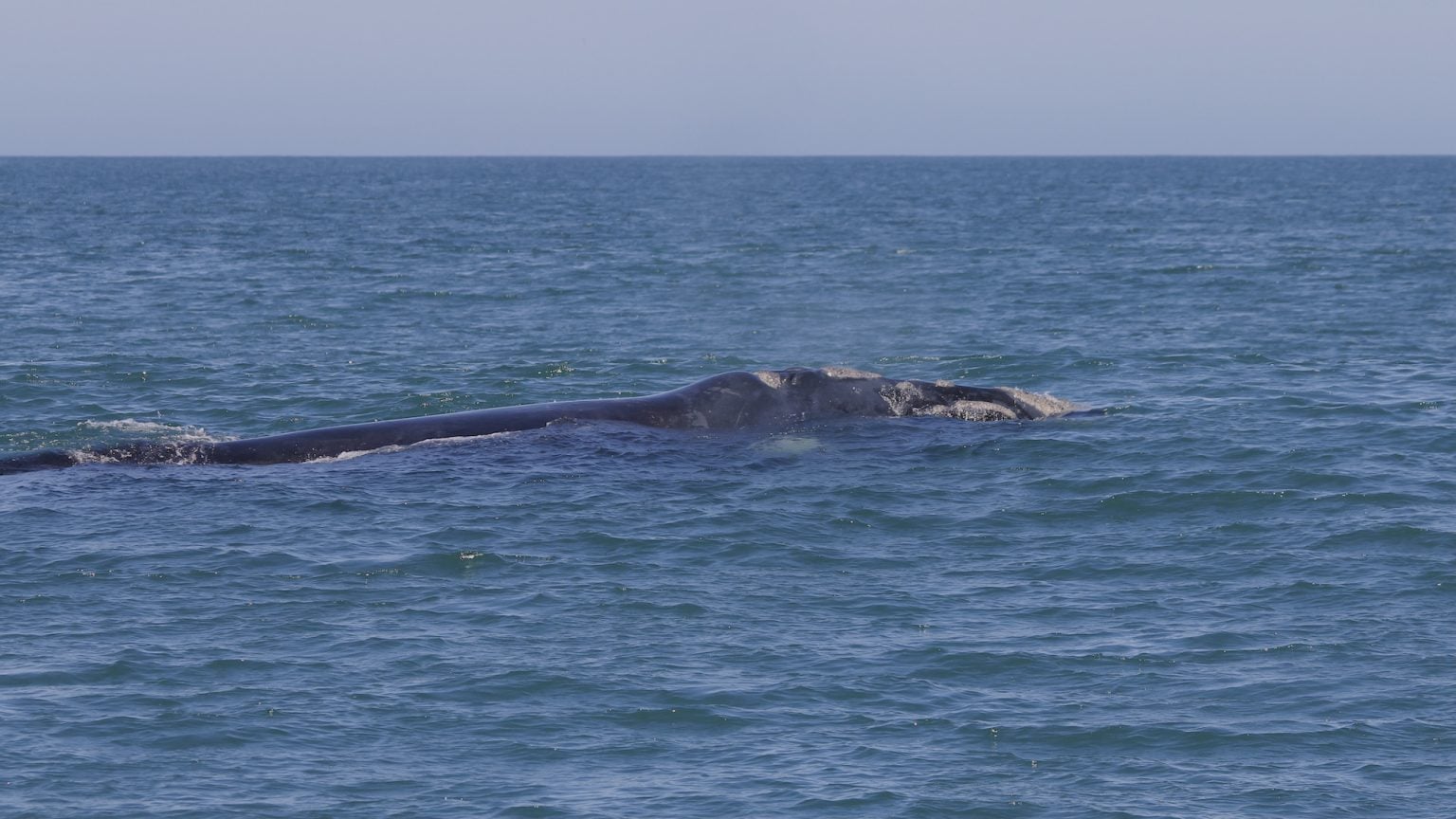 The 5 whale species in Antarctica and how to see them - Swoop ...