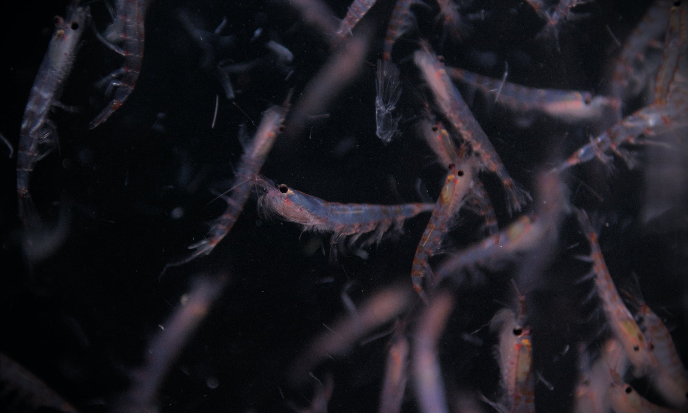 Is commercial krill fishing a danger to Antarctica’s whales? - Swoop ...