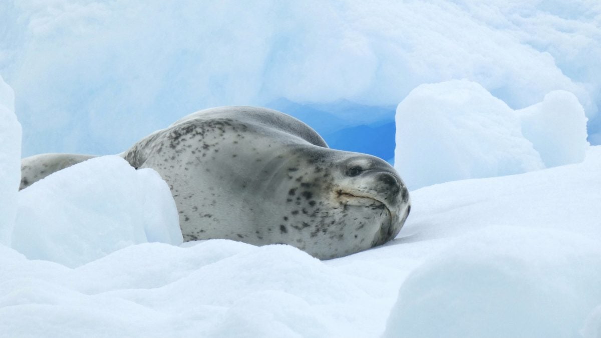 The 6 seal species in Antarctica and how to see them - Swoop Antarctica ...