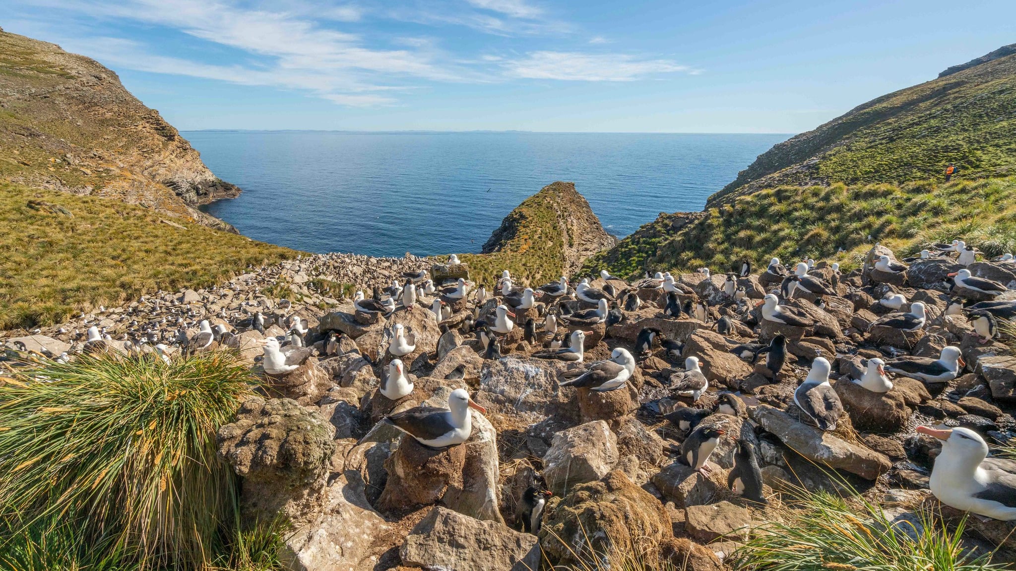 The 10 Best Places to Visit in the Falkland Islands - Swoop Antarctica Blog