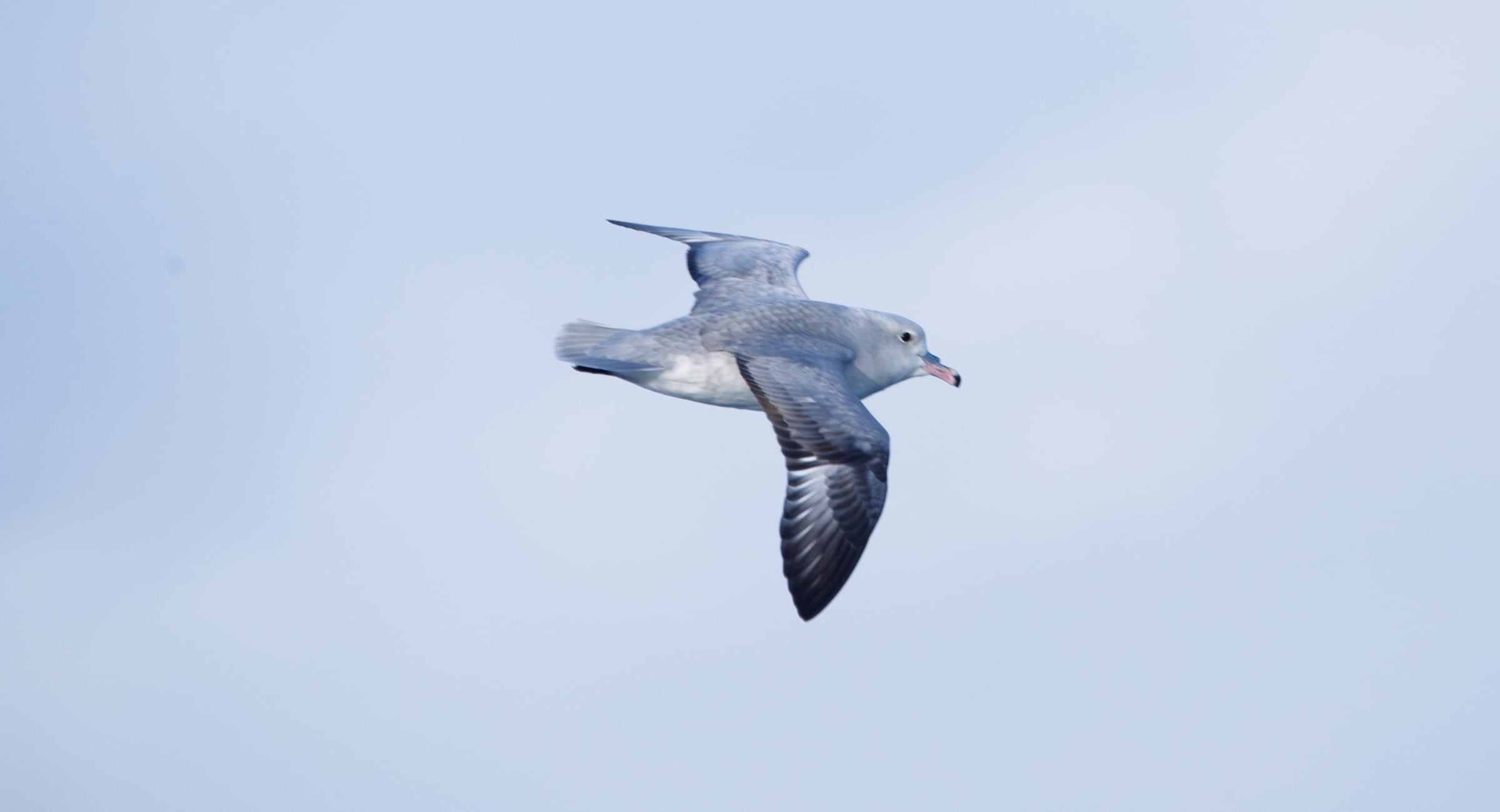 Why birdwatching in Antarctica is about more than just penguins - Swoop ...