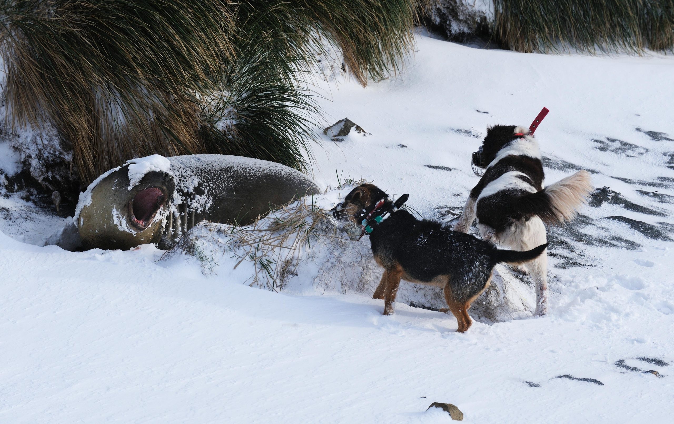 Saving Macquarie Island: Australia's Subantarctic gem - Swoop ...