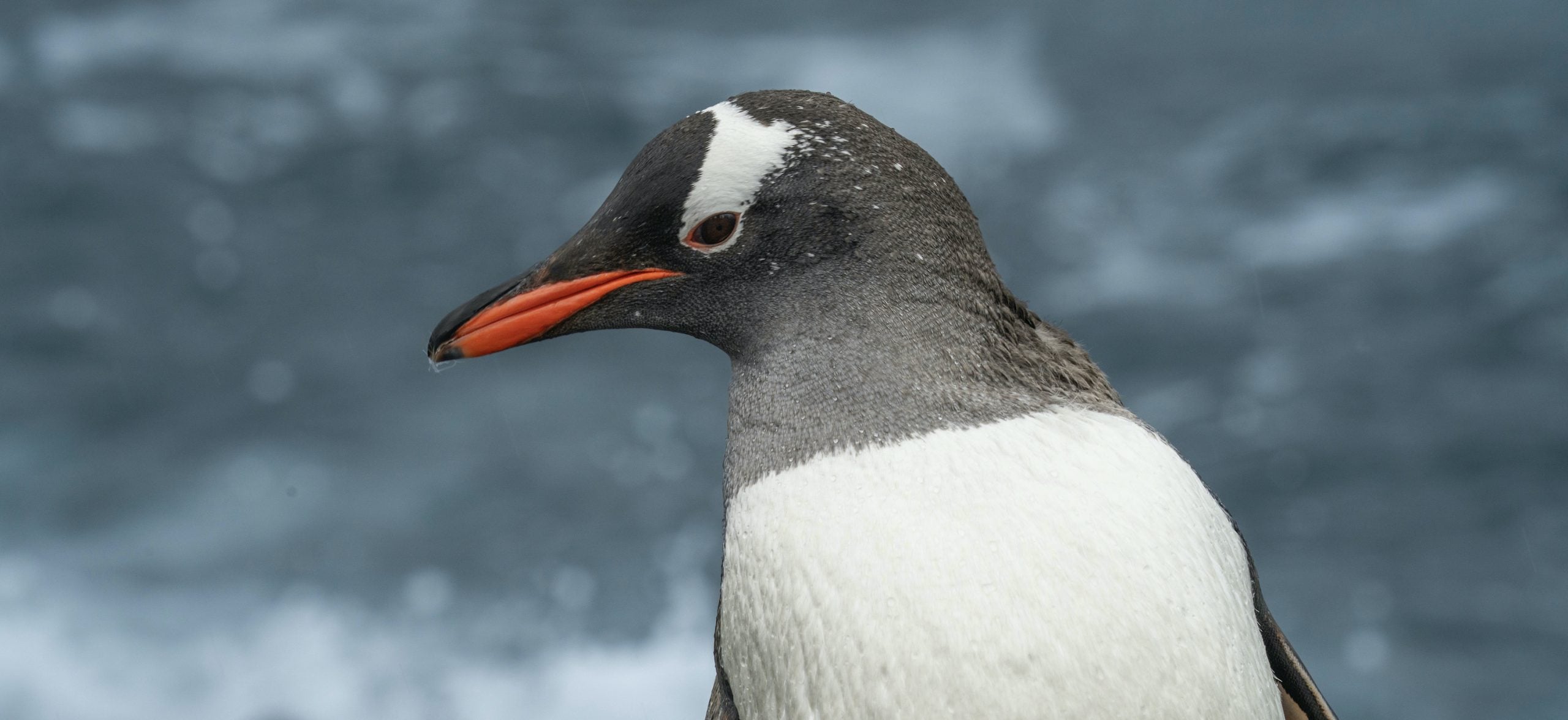 How tourist photos could help scientists studying Antarctica’s penguins - Swoop Antarctica Blog