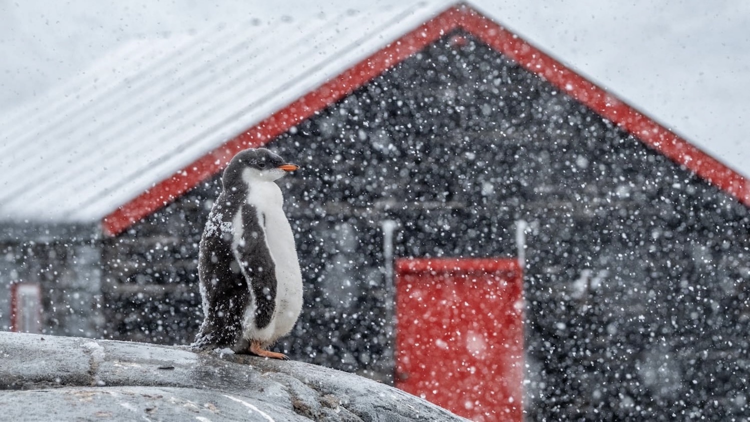 What is it like to live at Antarctica’s Penguin Post Office? - Swoop ...