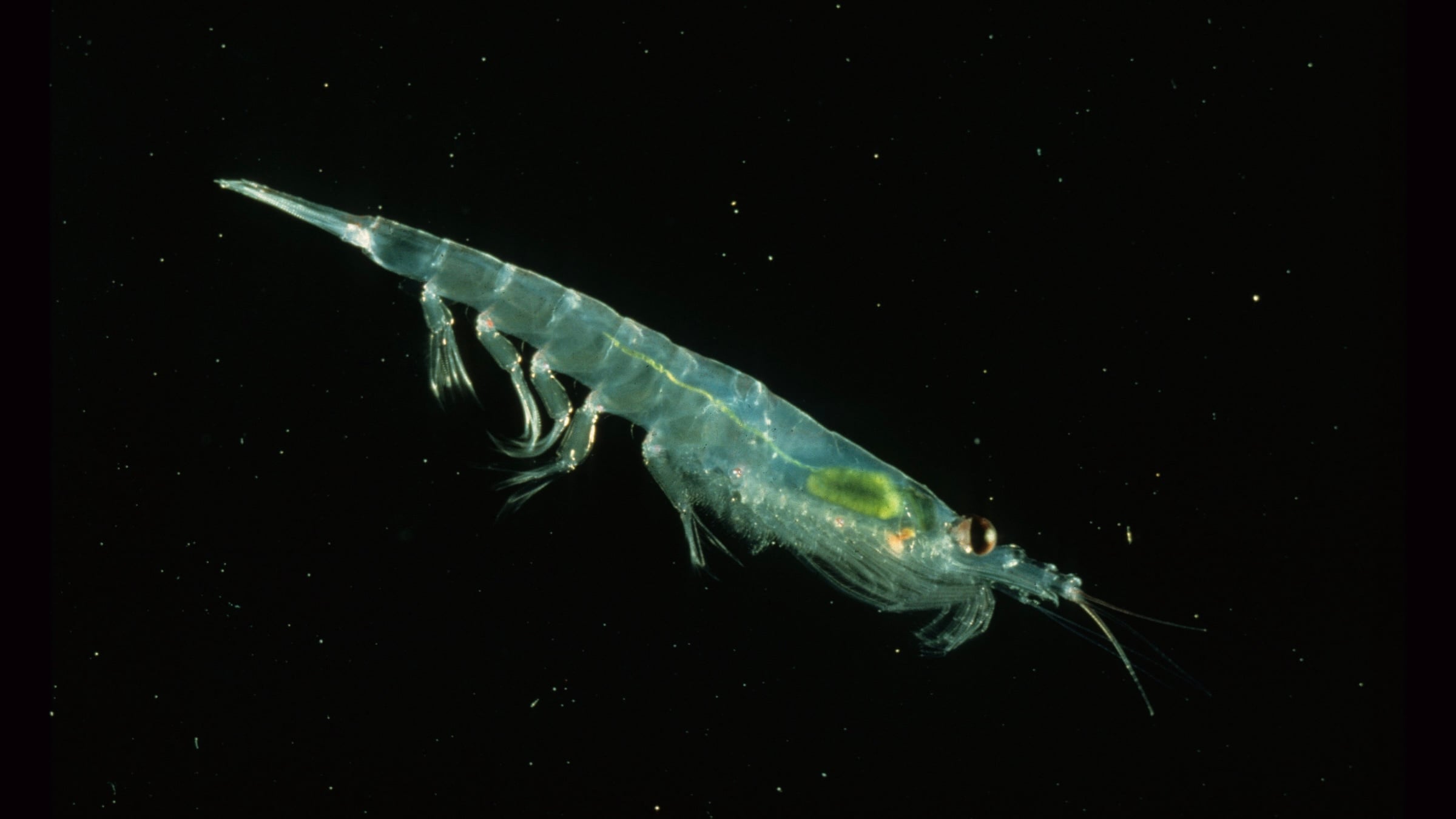 Why krill are Antarctica's secret climate champions - Swoop Antarctica Blog