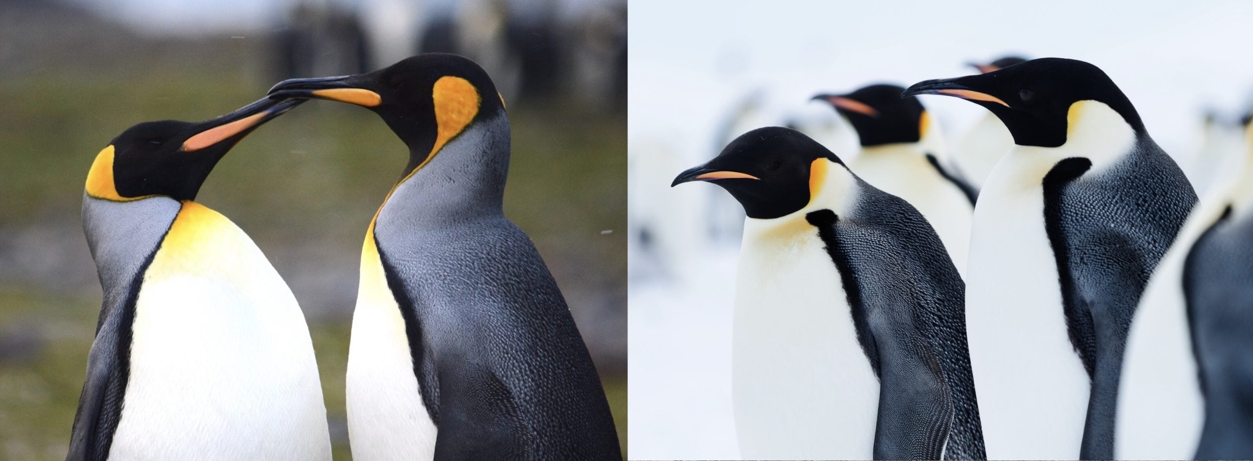 King penguins or emperor penguins: which Antarctic icon to see? - Swoop ...