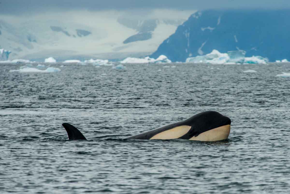 Antarctic Wildlife | Guide & Travel Advice | Swoop Antarctica